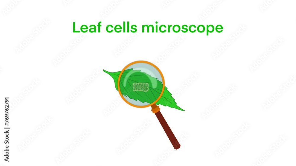Leaf cells microscope magnification, plant leaf microscopic structure ...