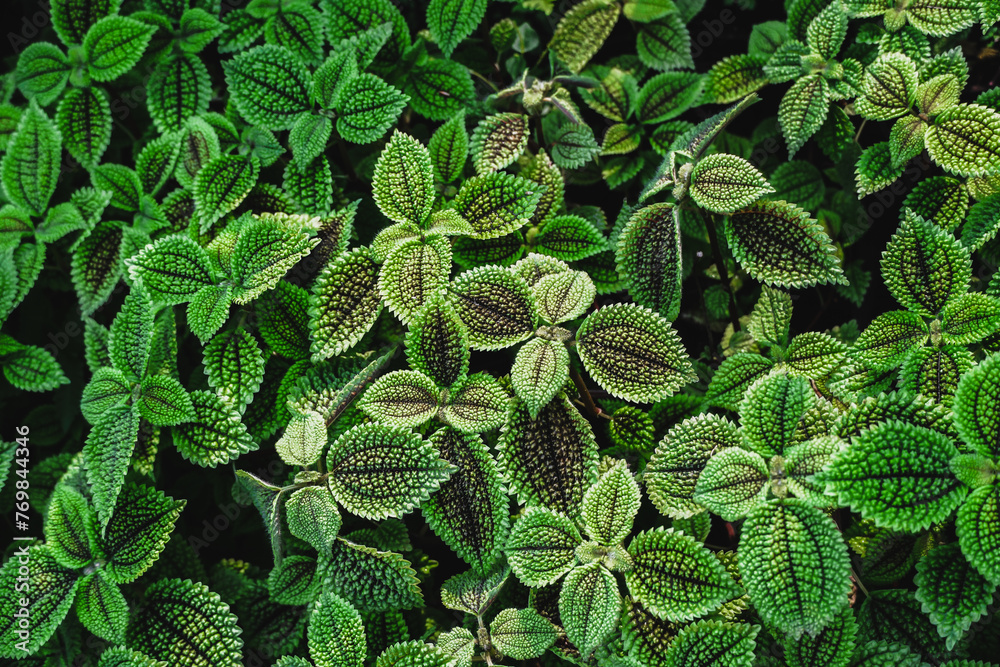 Close up of Pilea involucrata, commonly called the Friendship Plant or ...