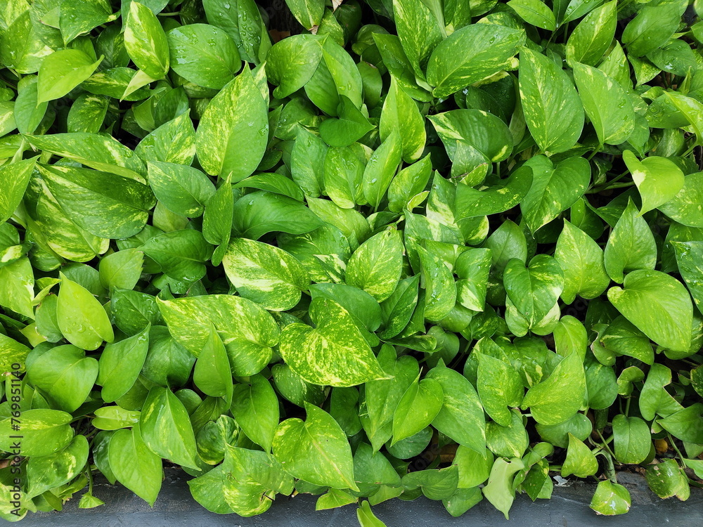 Scindapsus aureus is a plant with aerial roots. Devil's ivy is a ...