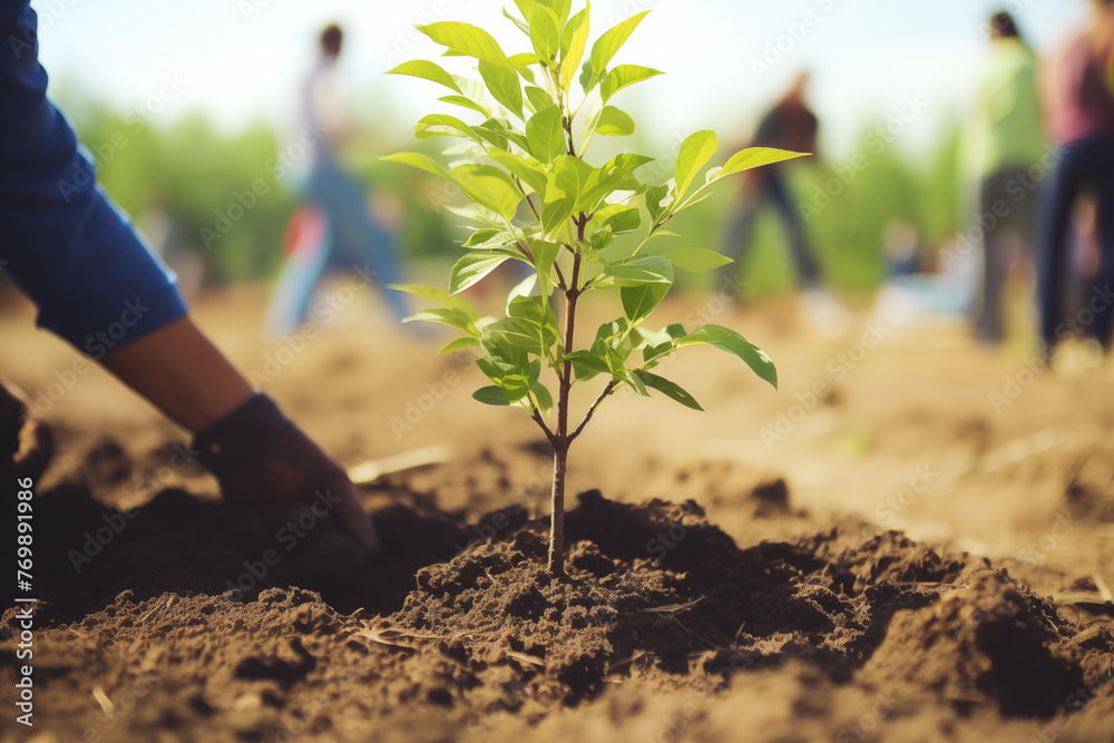 Planting a new tree in the soil in reforestation effort, close up of ...