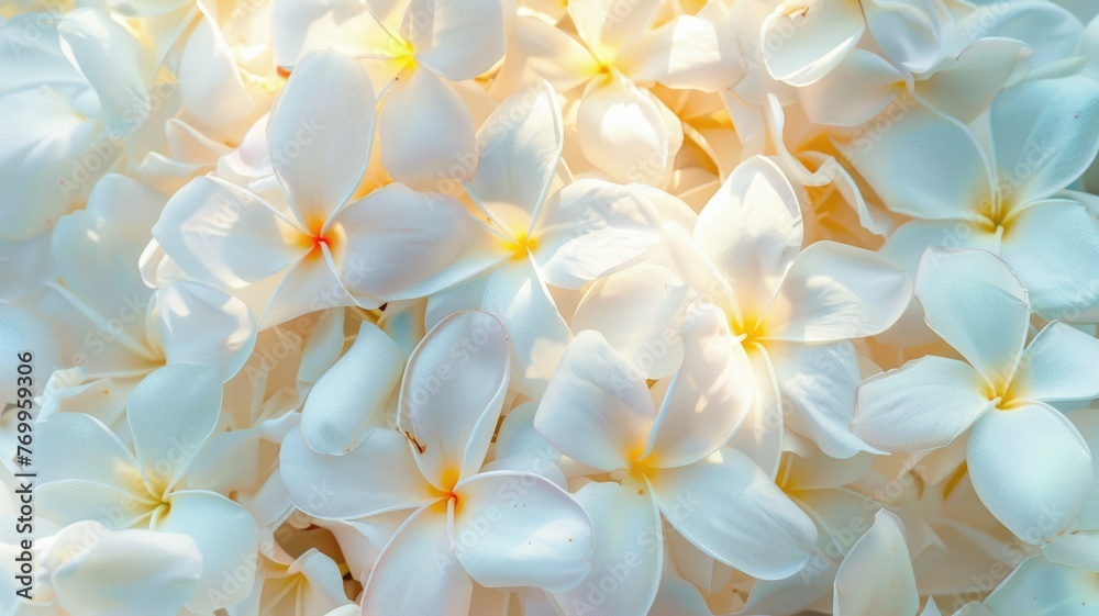Cluster of plumeria blooms in vibrant sunlight - Close-up shot of a ...