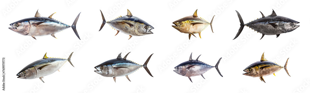 Different species of tuna fish swimming cut out on transparent ...