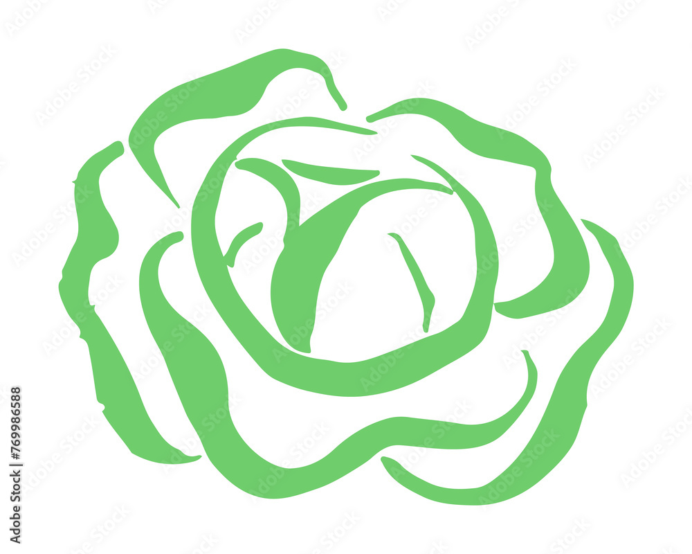 Cabbage drawing hand painted with ink brush. Png clipart isolated on ...