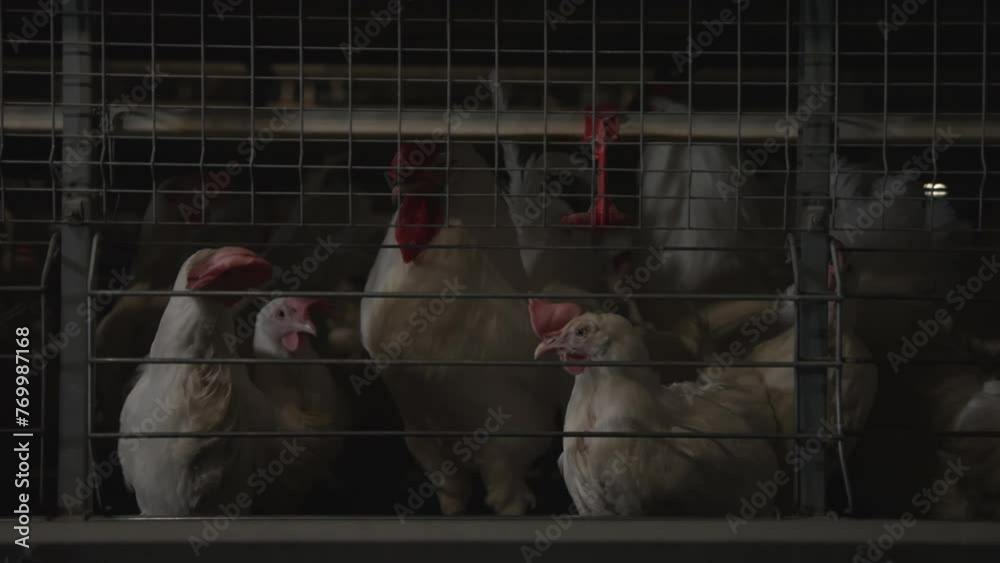 Keeping many poultry chicken birds inside the barred steel cages at the ...