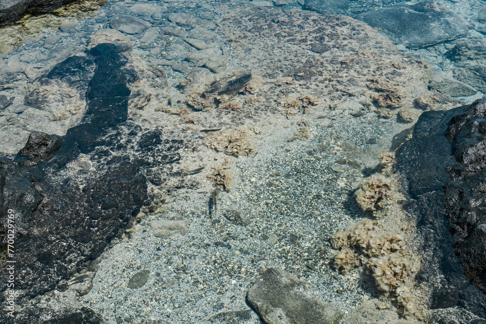 Makapuʻu Tide Pools, basalt comes from the Koʻolau volcano in eastern ...