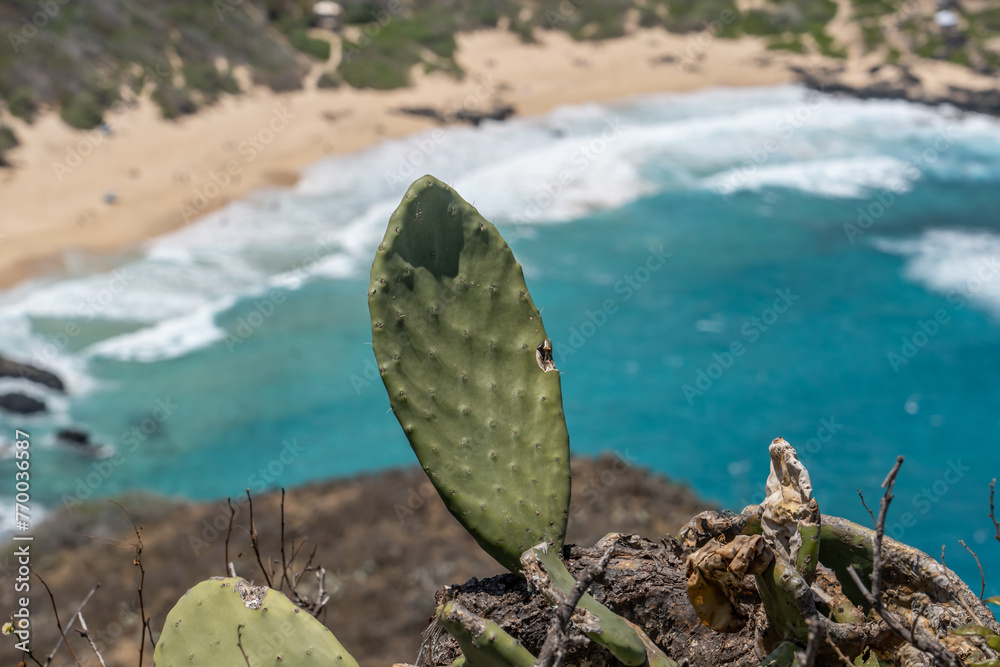Opuntia ficus-indica at Makapu‘u Point Lighthouse Trail，Honolulu Oahu ...