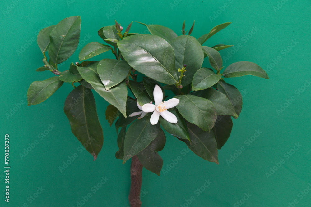 Blossom of lemon tree, "Carrubaro" lemon, on emerald green background ...