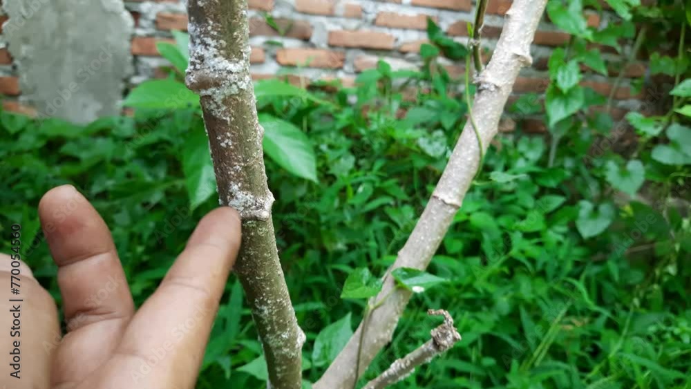 Cassava plant pests Stock Video | Adobe Stock
