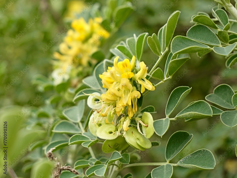 Yellow flowers of moon trefoil, shrub medick, alfalfa arborea, or tree ...