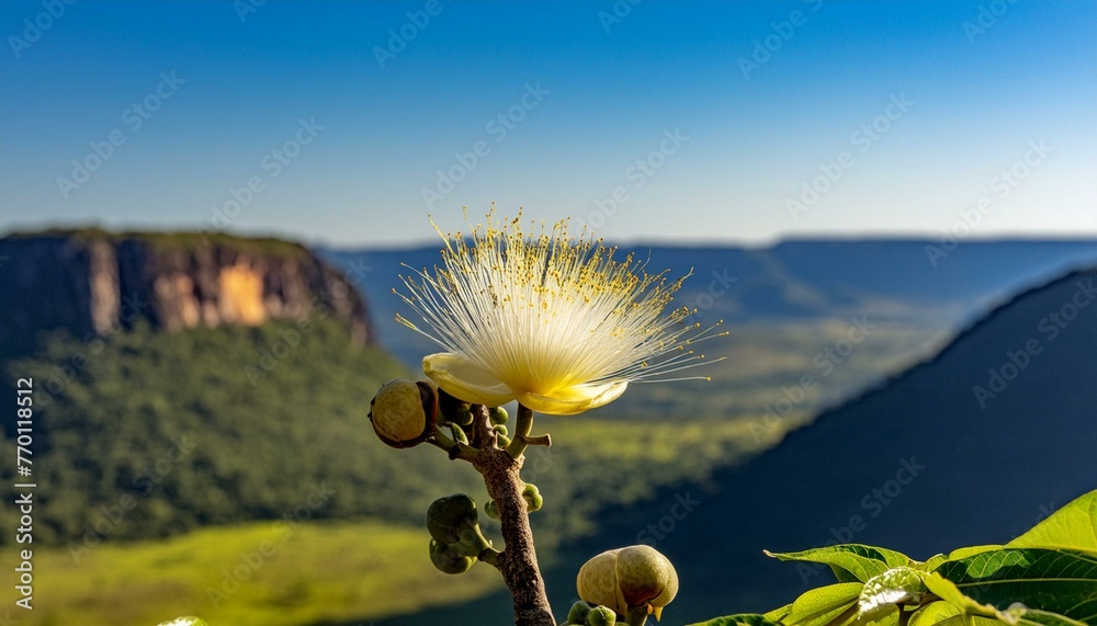 FLOR DO PEQUIZEIRO, CARYOCAR BRASILIENSE, FRUTO TÍPICO DO CERRADO BRASILEIRO Stock Photo | Adobe ...