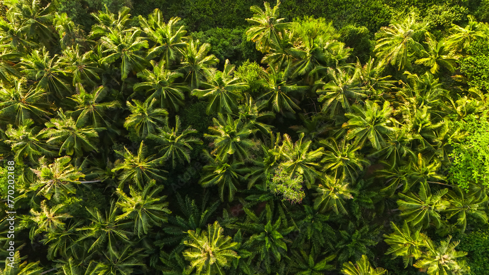 Coconut aerial view. Top view trees in the forest. Coconut plantations ...