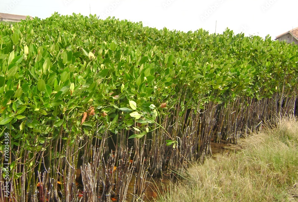 Rhizophora mucronata also called mangrove akar lingkaran, bakau merah ...