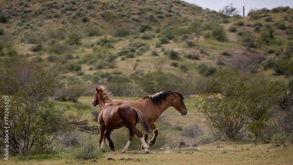 Tan buckskin and red bay wild horse stallions running while fighting in ...