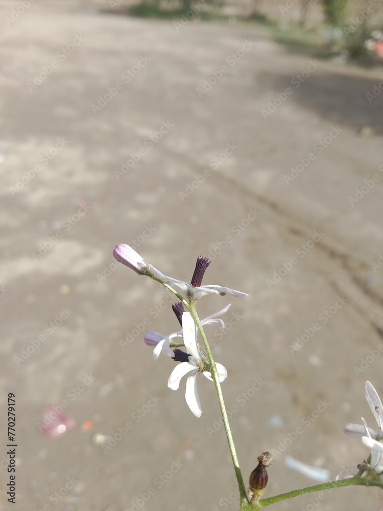 melia azedarach flowers or flowers of chinaberry tree, pride of India ...