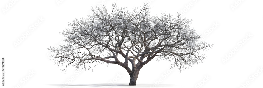 Leafless tree isolated on white, Bare cherry tree isolated transparent background . Stock ...