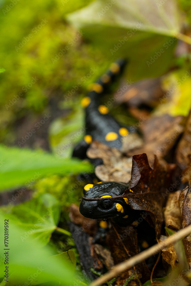 Spotted salamander, black skin color with yellow spots, shiny skin ...
