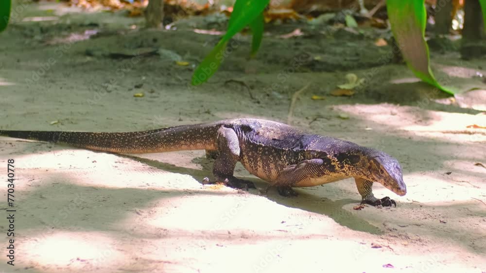 A monitor lizard walks on the sand between the trees. A giant lizard ...