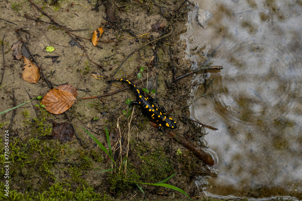 Spotted salamander, black skin color with yellow spots, shiny skin ...