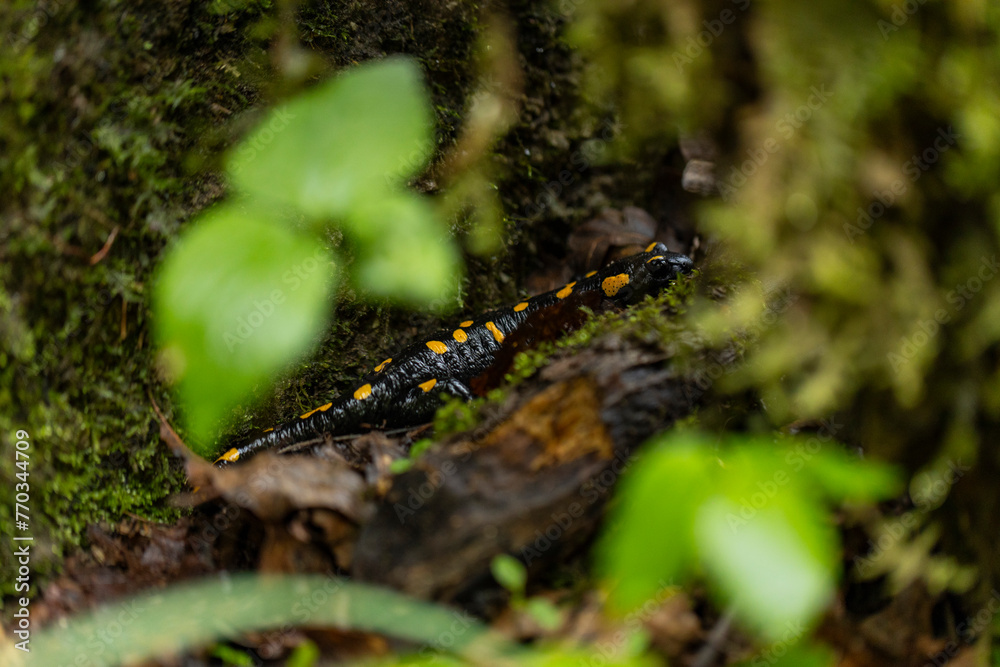 Spotted salamander, black skin color with yellow spots, shiny skin ...