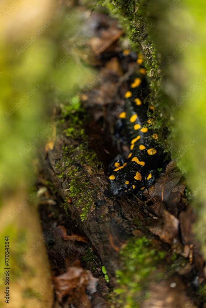 Spotted salamander, black skin color with yellow spots, shiny skin ...