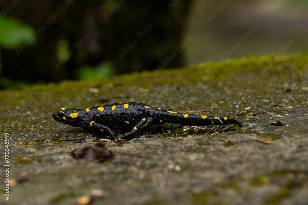 Spotted salamander, black skin color with yellow spots, shiny skin ...
