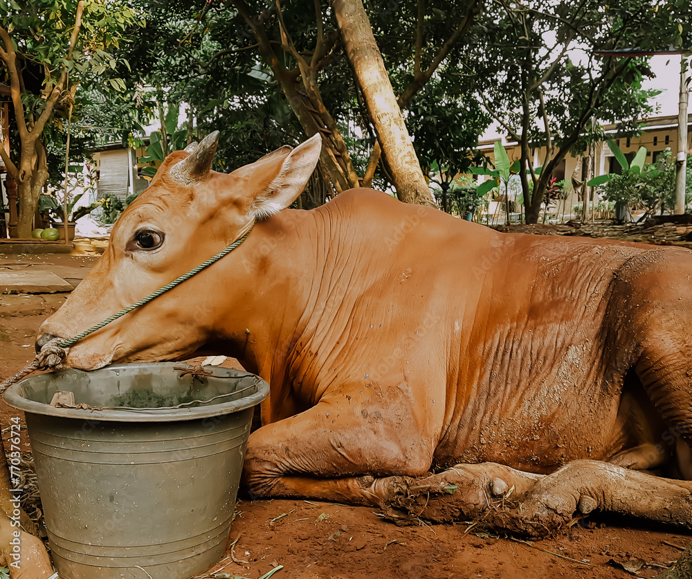 cow in the farm, Brown Cow (sapi qurban) for the preparation for Eid al ...
