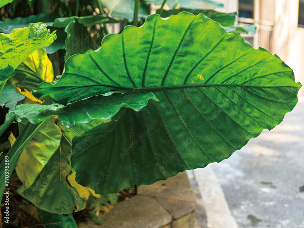 Alocasia is a large evergreen herbaceous plant of the genus Alocasia in ...