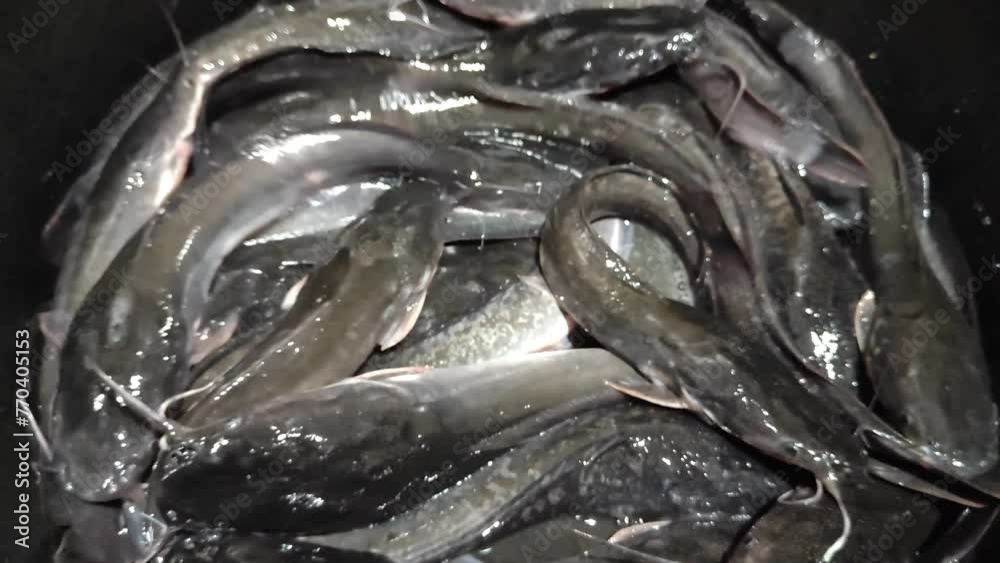 Fresh catfish still alive in a black bucket Stock Video | Adobe Stock