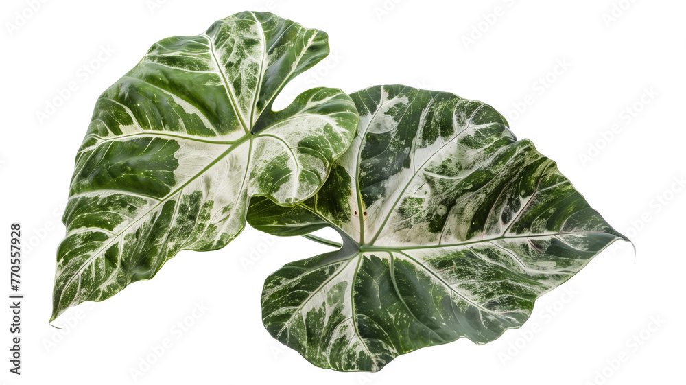 Heart shaped variegated leaves of Elephant Ears or Variegated Alocasia ...