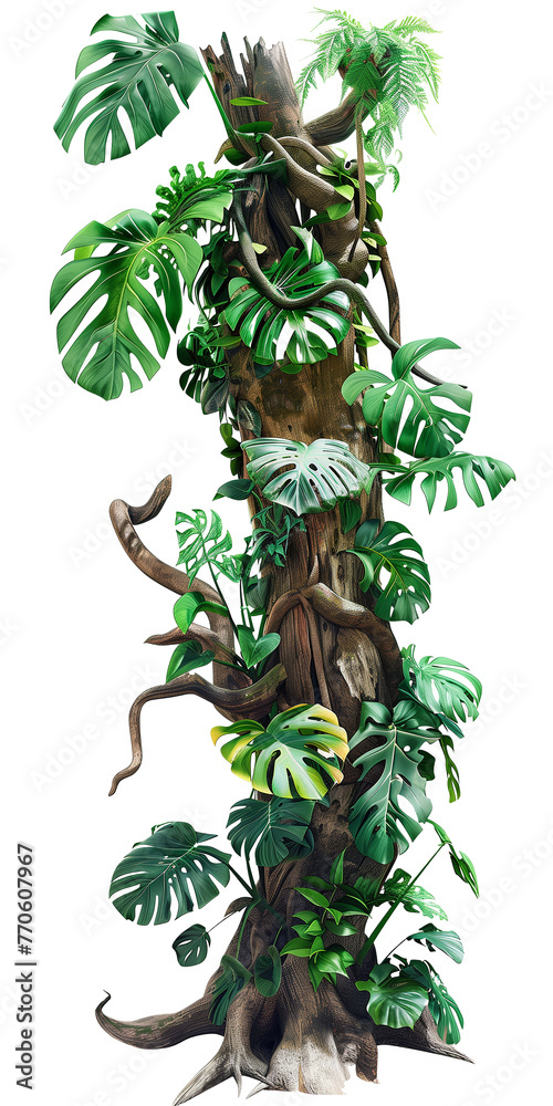 Jungle tree trunk with climbing Monstera (Monstera deliciosa, creeper ...