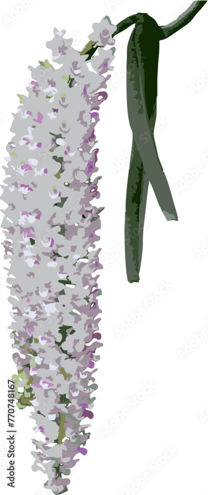 Kapou Flower-Fox Tail Orchid. Kopou Phool is a very important flower ...