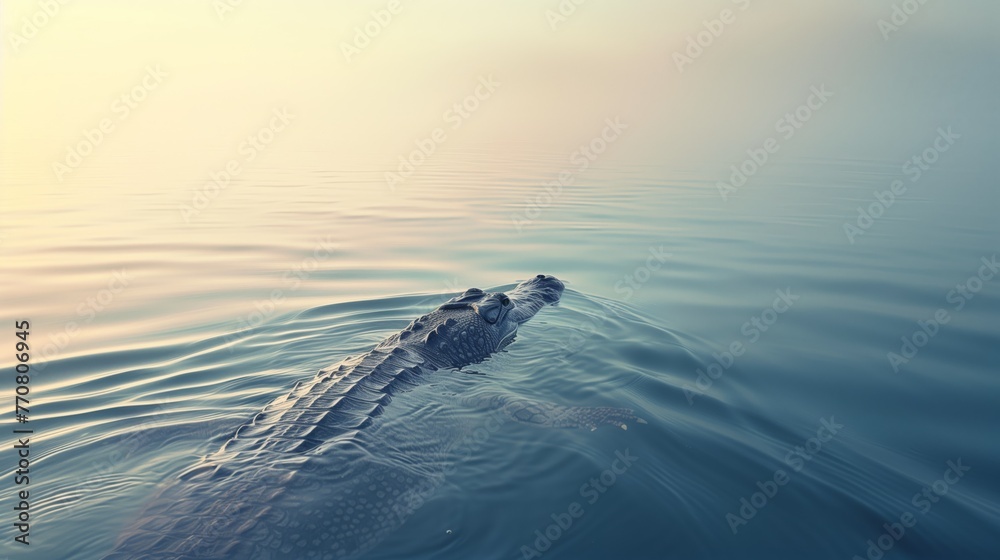 American crocodile swimming in ocean, fog around. Crocodile swimming in ...