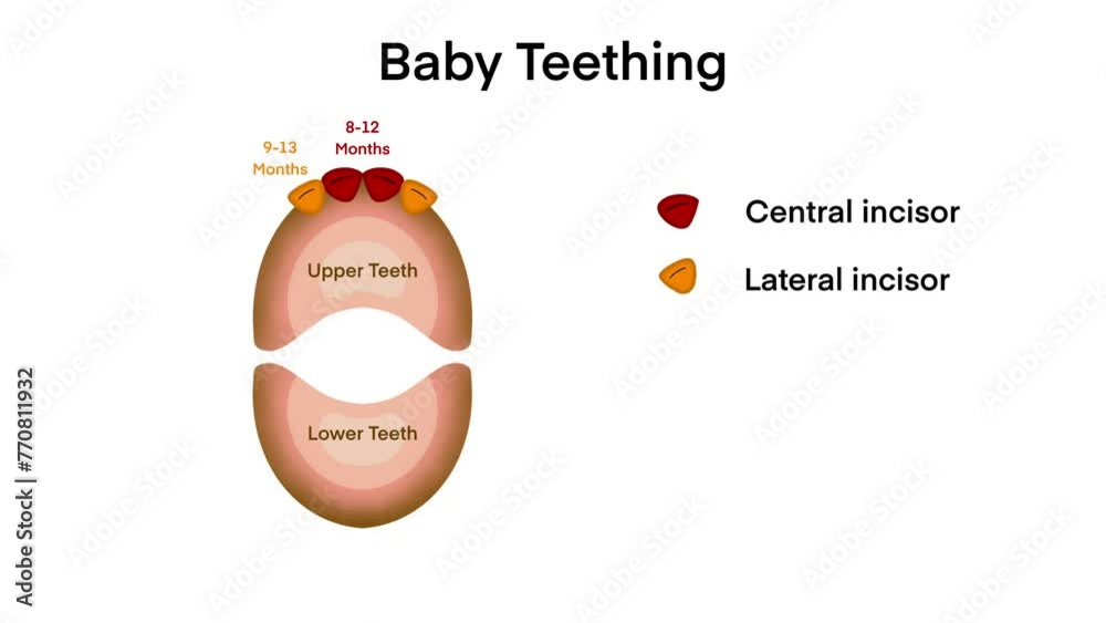 Wideo Stock: First tooth in a child, Baby teeth with primary tooth ...