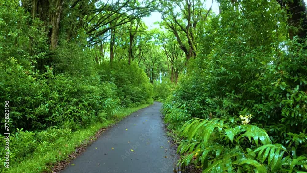 Walking through the jungle after the rain, first person view. Pov ...