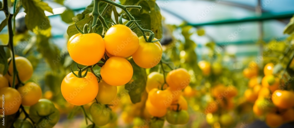 A cluster of vibrant yellow tomatoes is flourishing on a vine in a ...