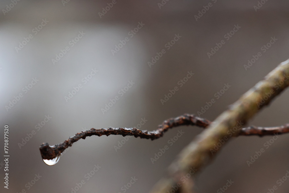 Negative Space Nature Pictures. Clear and beautiful raindrop on ...