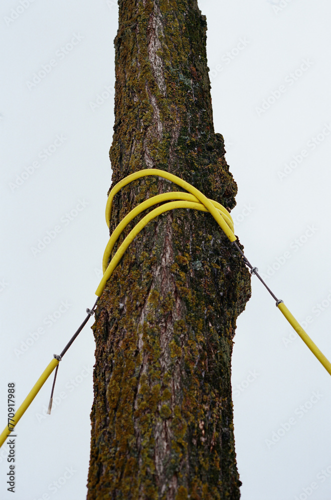 Tree trunk guyed and supported with a yellow tree support cable Stock ...