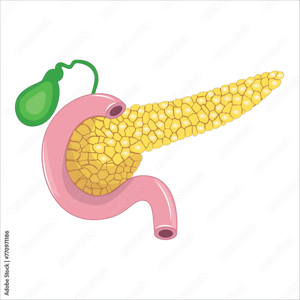 pancreas, spleen and gall bladder anatomy Stock Vector | Adobe Stock