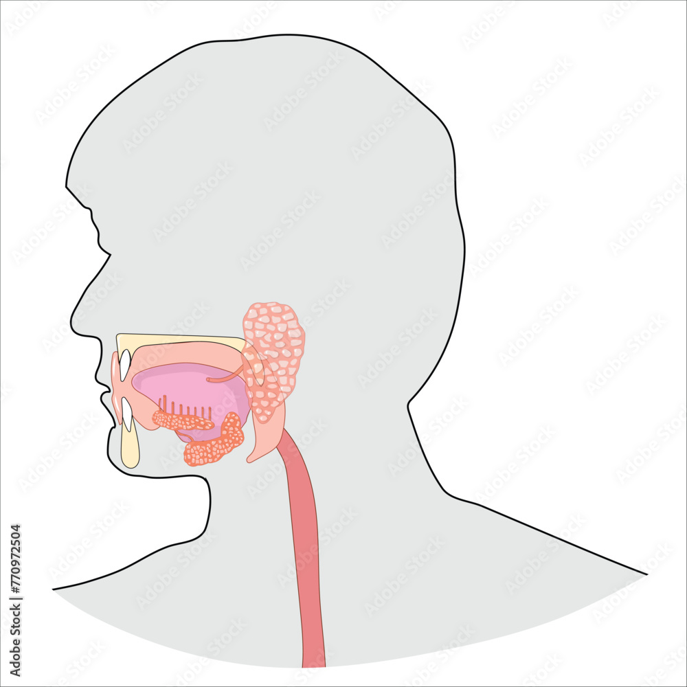Buccal cavity and salivary glands Stock Vector | Adobe Stock