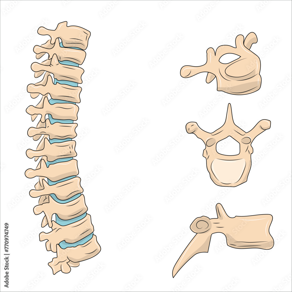 Thoracic vertebrae anatomy Stock Vector | Adobe Stock