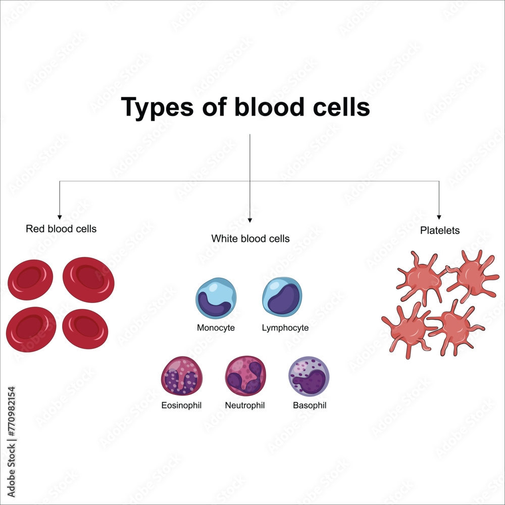types of blood cells Stock Vector | Adobe Stock