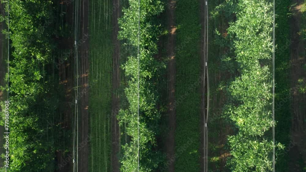 Alignment of apple trees demonstrates careful planning in orchard ...