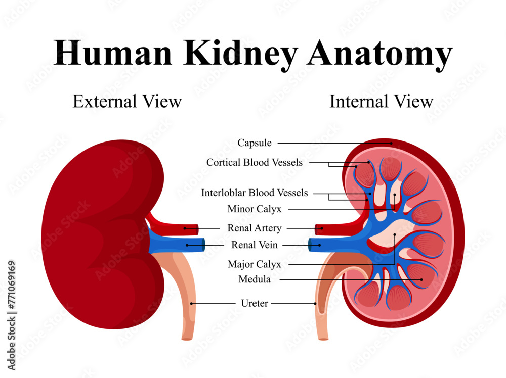 Human kidney anatomy infographic external view and internal view Stock ...