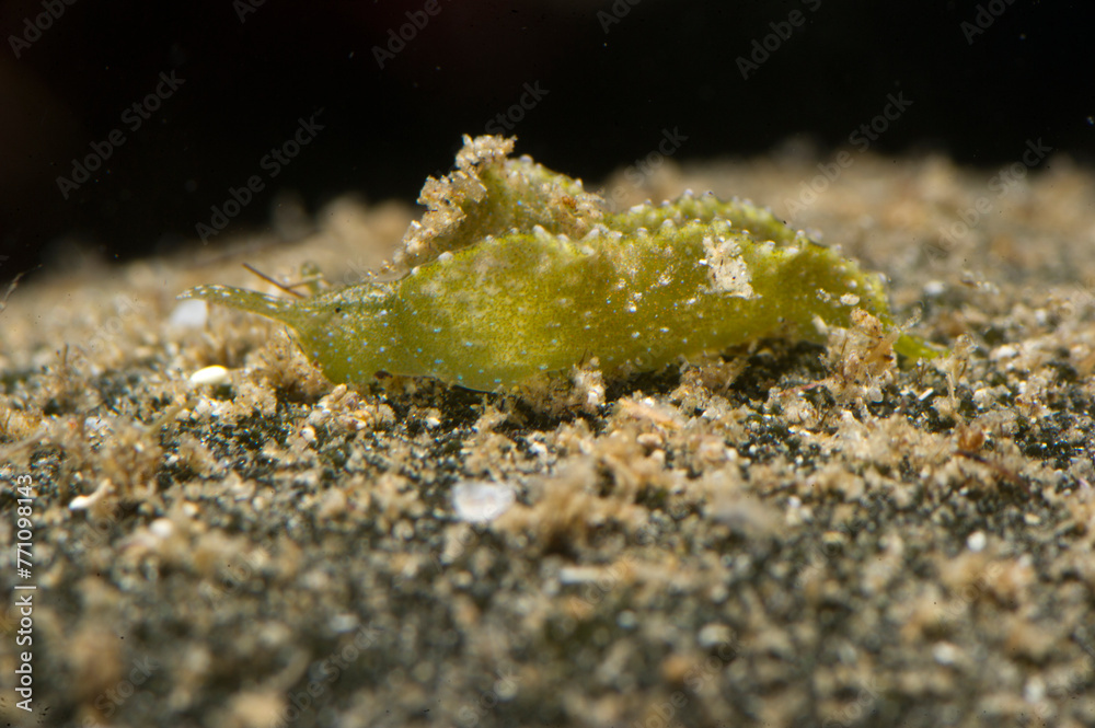 Solar-powered sea slug on rock, green velvet snail, green elysia, sap ...