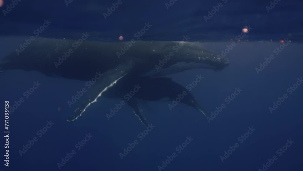 Amazing closeup humpback whale cub hiding under mom underwater in ...
