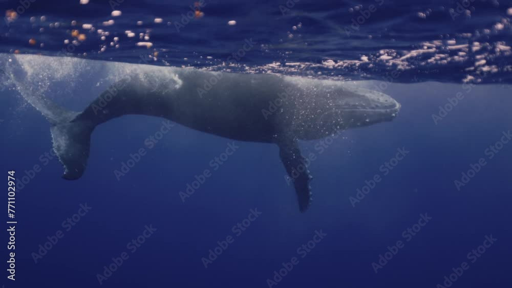 Humpback whale underwater in Pacific Ocean. Majestic giant mammal ...