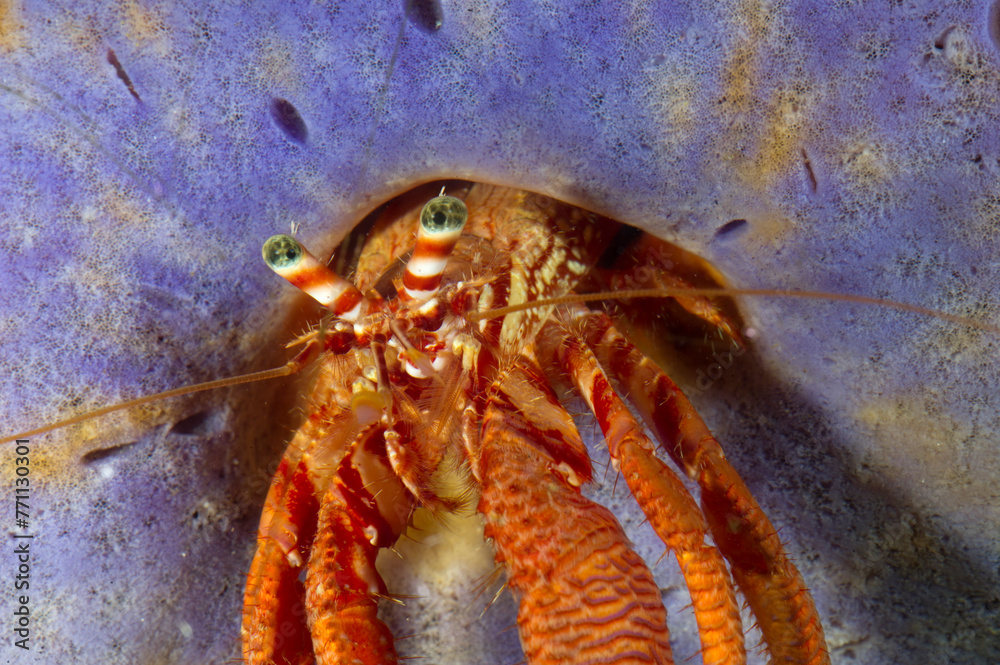 Mediterranean hermit crab (Dardanus arrosor) is a marine crustacean ...