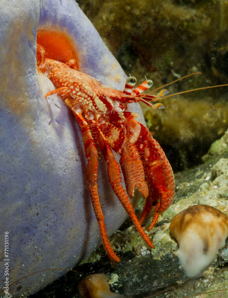 Mediterranean hermit crab (Dardanus arrosor) is a marine crustacean ...