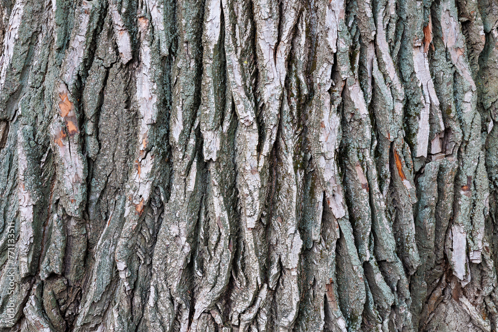 The bark of a tree is shown in detail, with many ridges and grooves ...
