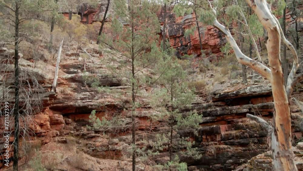 Rising drone view of tall river gum tree in Alligator Gorge in Mount ...